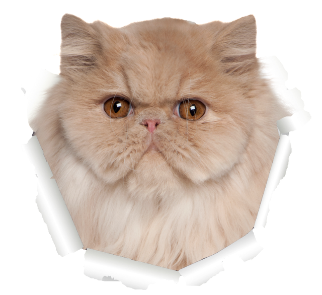 Three Ratels 3D Staffordshire Terrier Cat Stickers... – Grandado