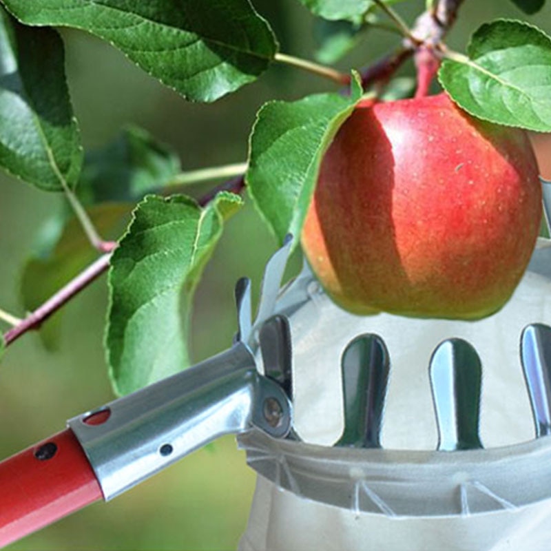 stainless steel orchard high branch harvesting too... – Grandado