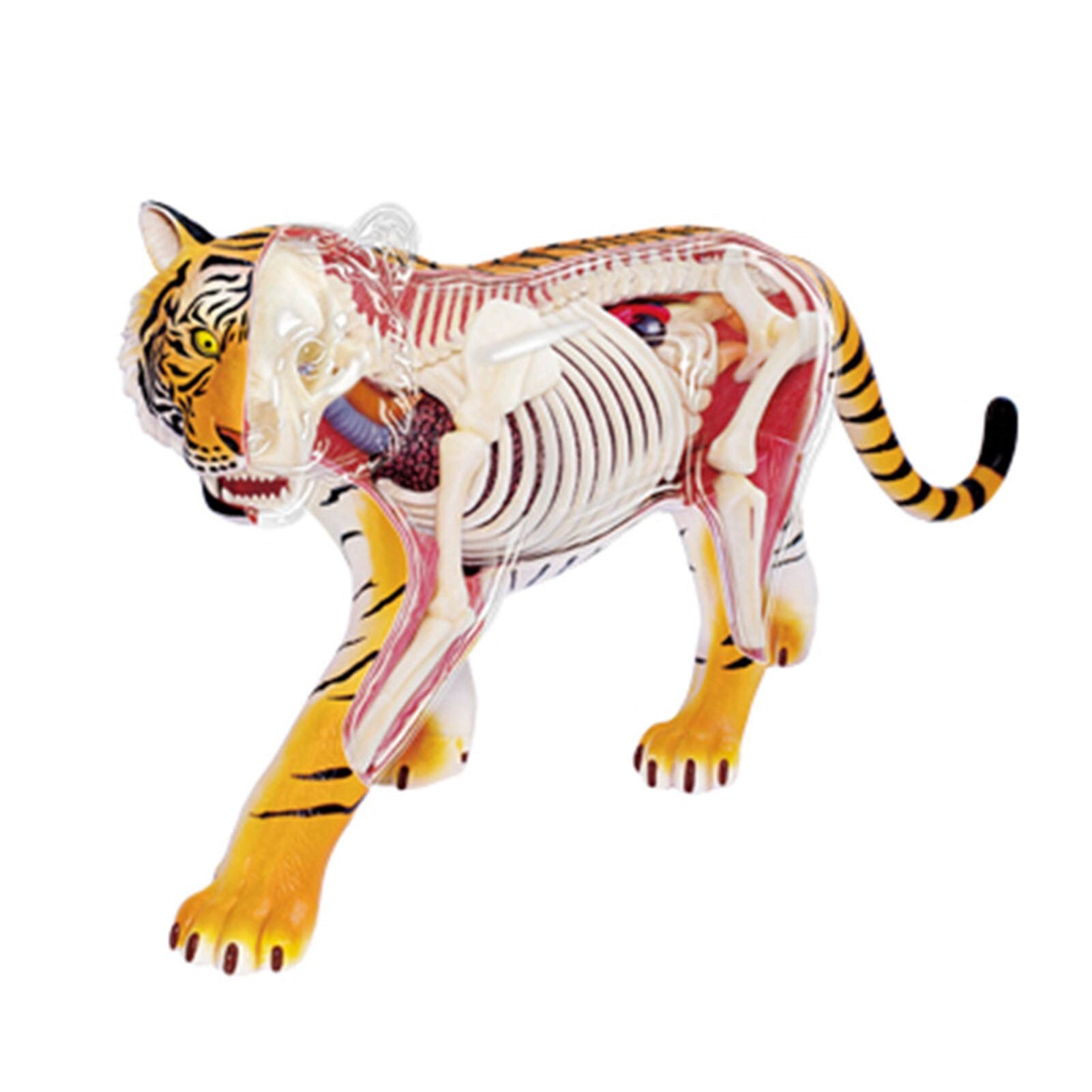 4D Assembling Toy For Kid Tiger Skeleton Model Chi... – Vicedeal