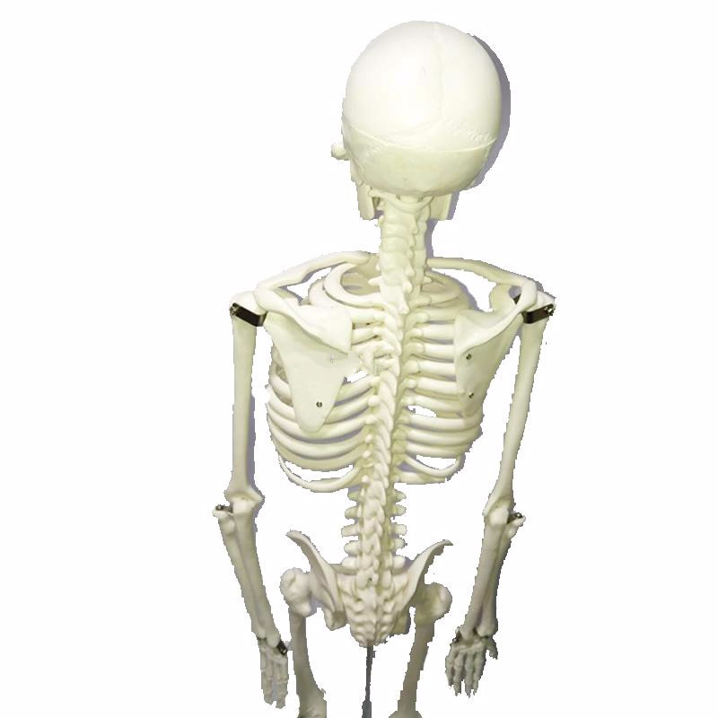 45cm Flexibele Medische Menselijk Anatomie Anatomi... – Grandado