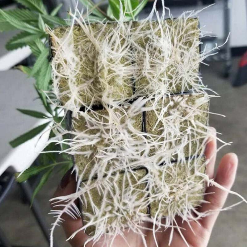 50/100pcs Rockwool Sheet Block Propagation Cloning... – Grandado