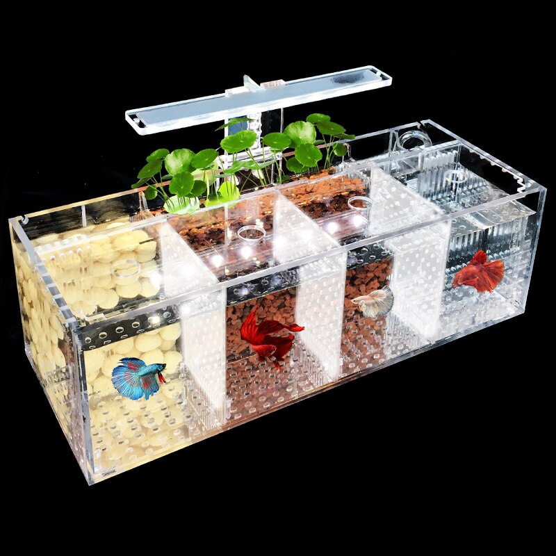 Small Fish Fry Breeding Isolation Box Acrylic Desk... – Grandado