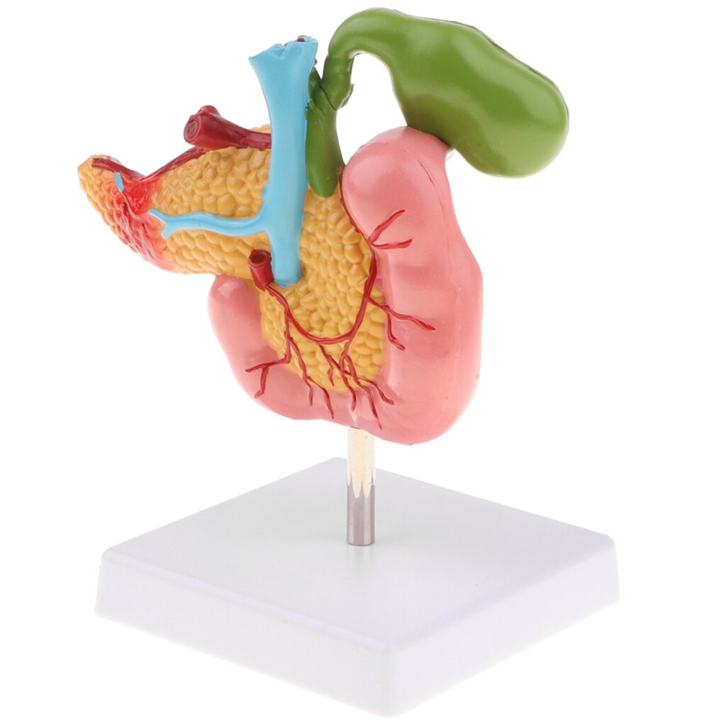 1:1 Human Pancreas Duodenum Gallbladder Pathologic... – Grandado