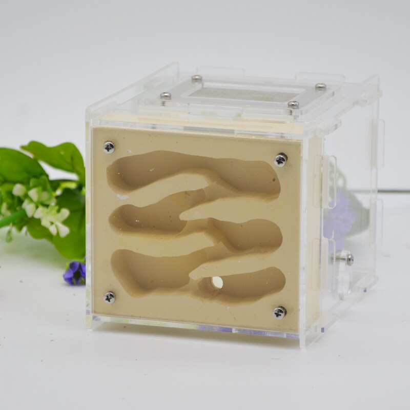 Plaster Ant Nest Acrylic Ant Farm Ants Queen House... – Grandado