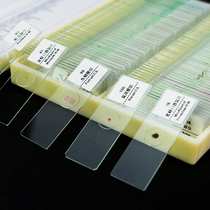 100PCS Box Set Prepared Microscope Speciments Slid... – Vicedeal