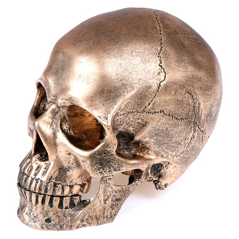 Bronze Resin Skull Model Painting Model Sculpture ... – Grandado