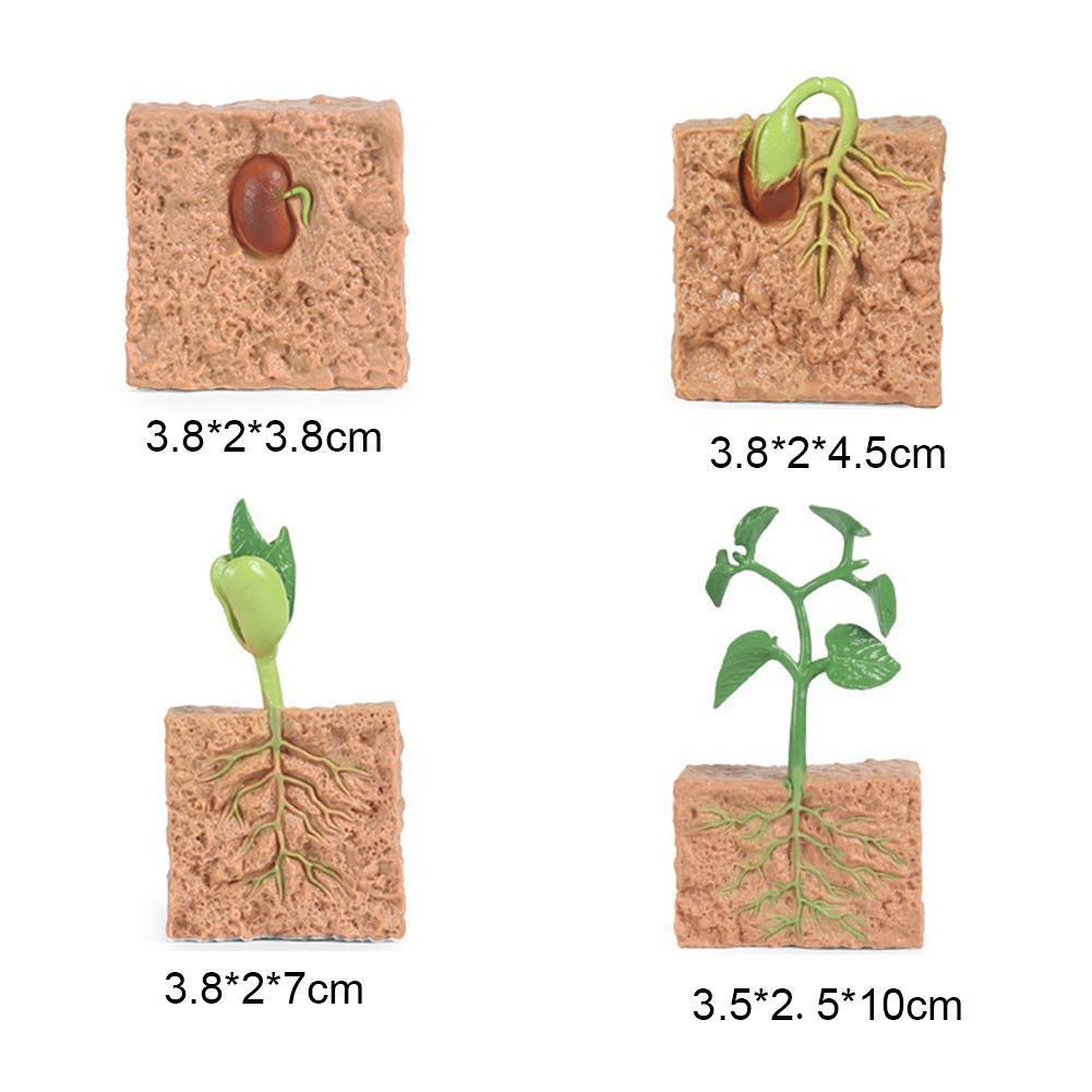 Simulation Plant Model Mini Seed Growth Cycle Toy ... – Grandado