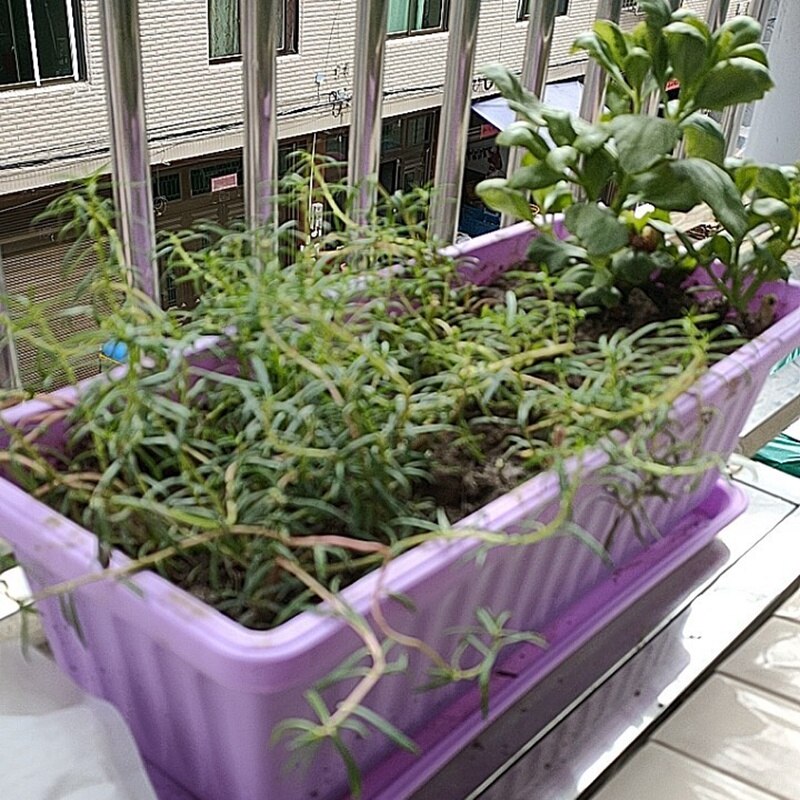 3Pcs 17 Inches Purple Flower Window Box Plastic Ve... – Grandado