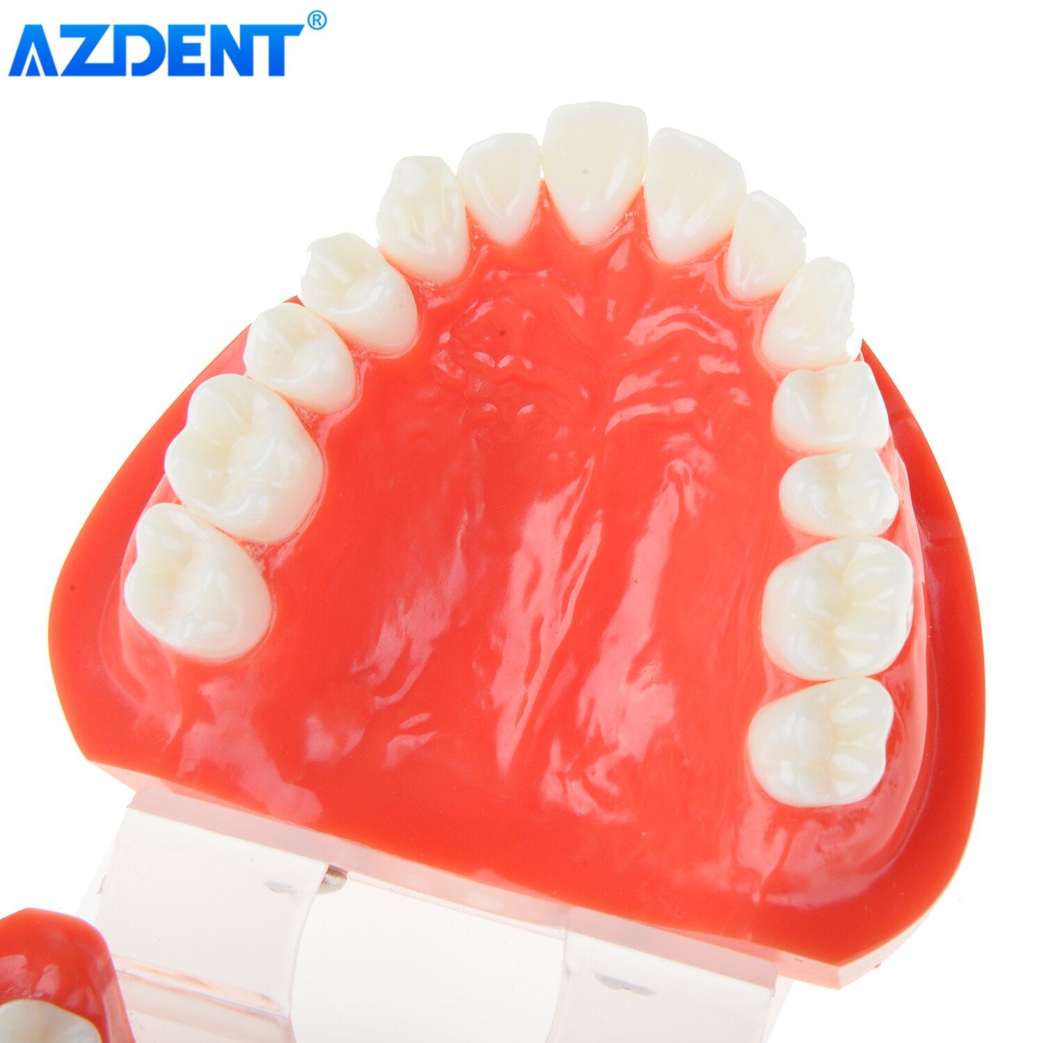AZDENT Dental Study Teaching Tooth Standard Teeth ... – Grandado