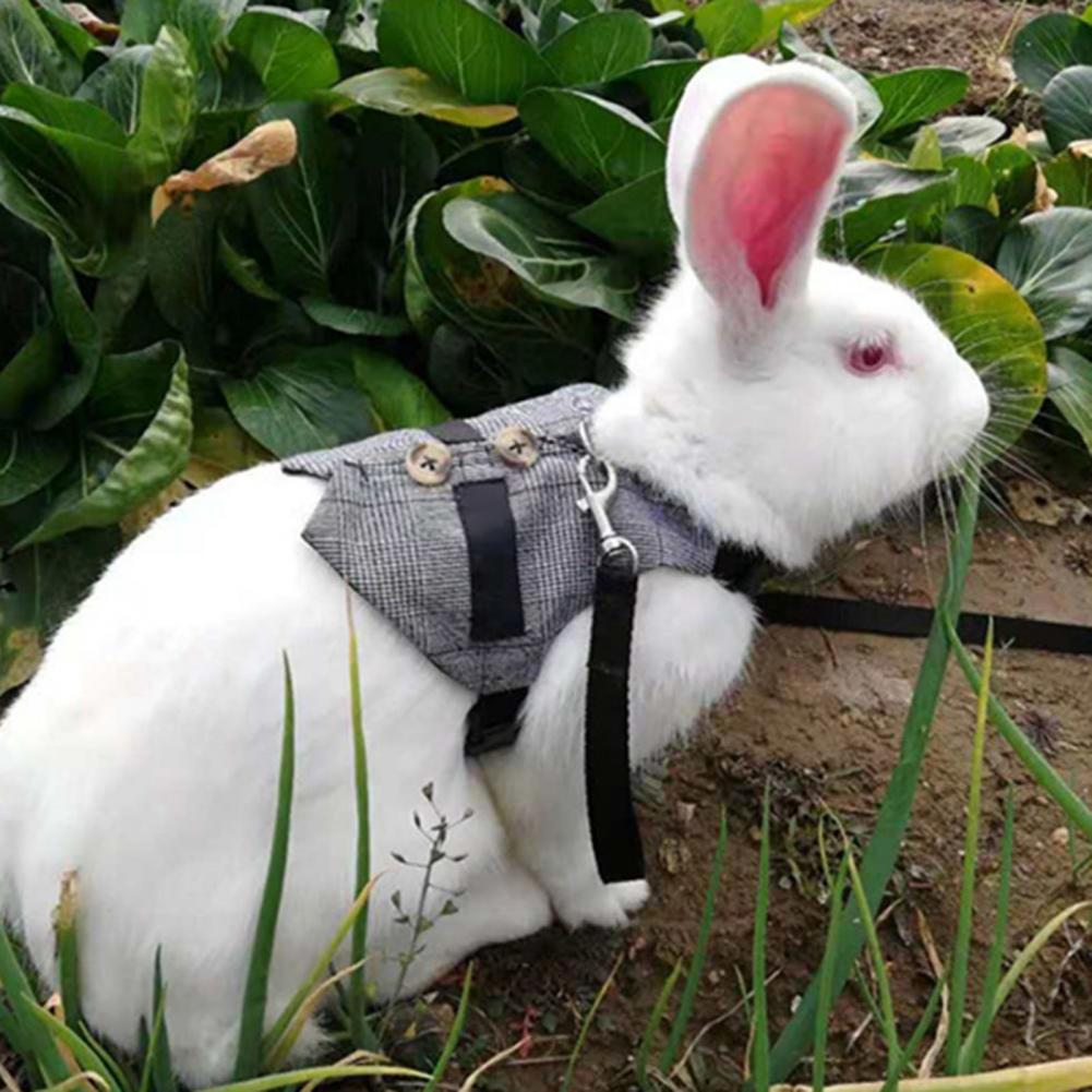Rabbit Harness Small Animal Vest Lead Walking Safe... – Grandado