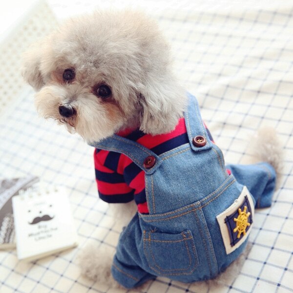 Knappe Ster Jeans Trousours Yorkshire Chihuahua Ho... – Grandado