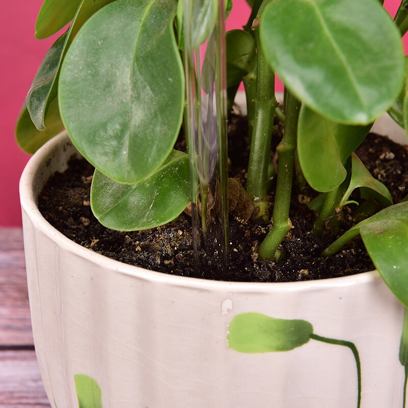 6 Types Glass Plant Flowers Water Feeder Self Wate... – Grandado