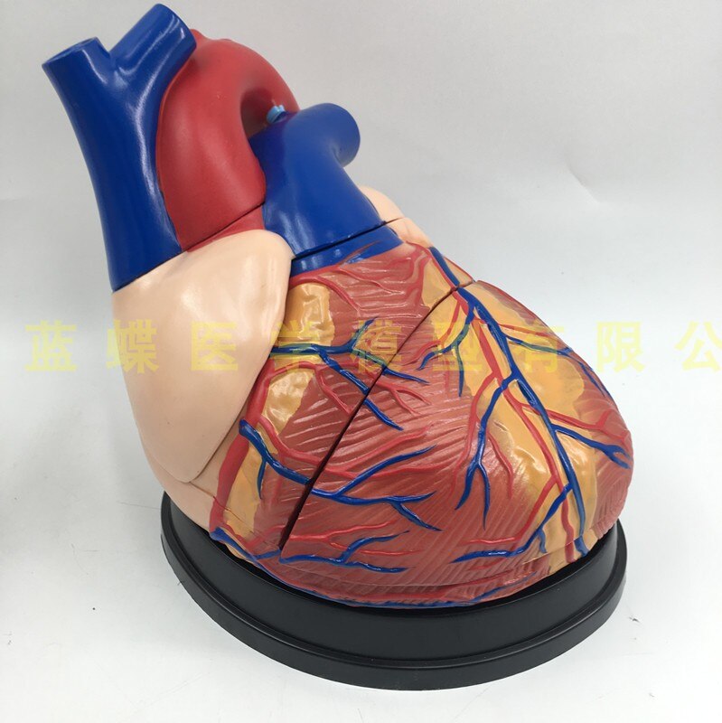 Authentieke menselijk hart anatomisch model met di... – Vicedeal