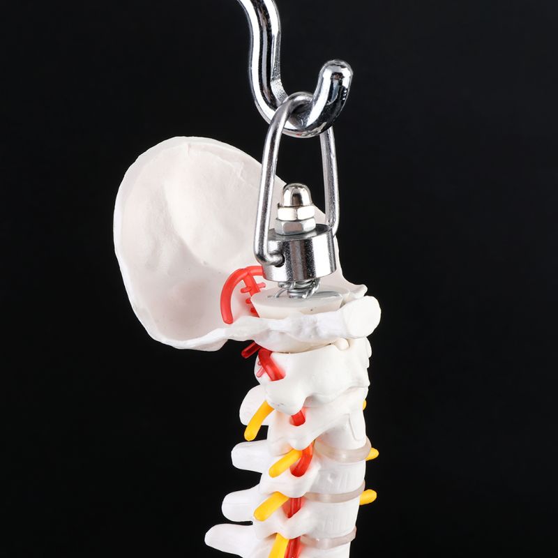 45cm Flexible Human Spinal Column Vertebral Lumbar... – Grandado