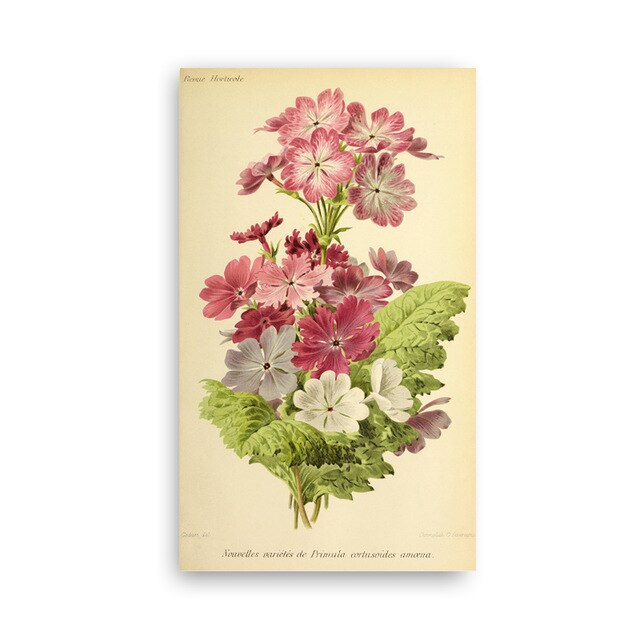Antique Botanical Flowers Art Posters and Prints V... – Vicedeal