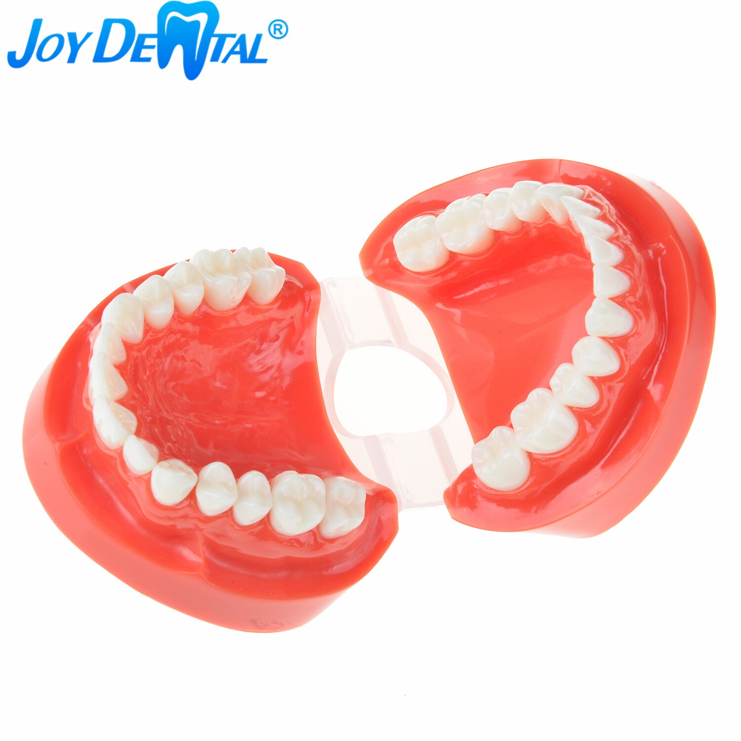 Dental Study Teaching Tooth Adults Standard Teeth ... – Vicedeal