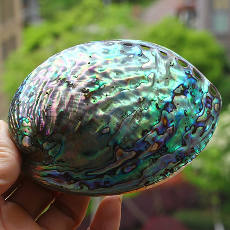 10-12cm Large Rainbow Abalone Shell Charm Beach Se... – Grandado