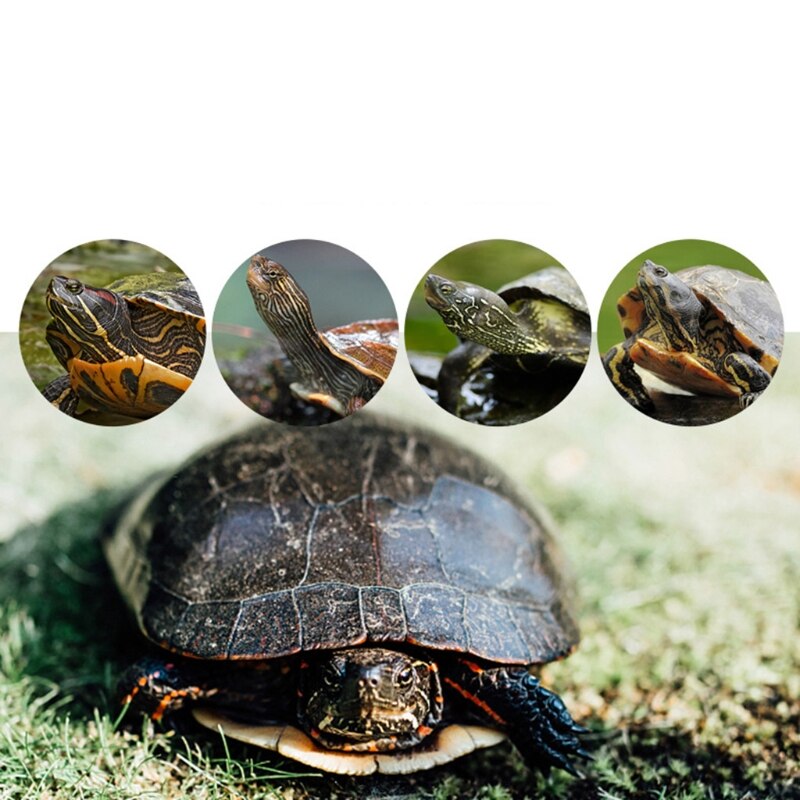 Skilpadde klatring basking plattform skilpadde sol... – Grandado