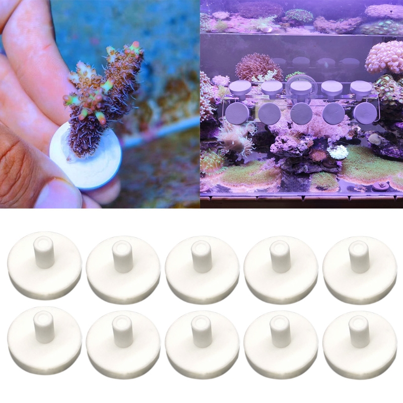 Q0KF 10pcs Coral Frag Plugs Ceramic Aquarium Coral... – Vicedeal