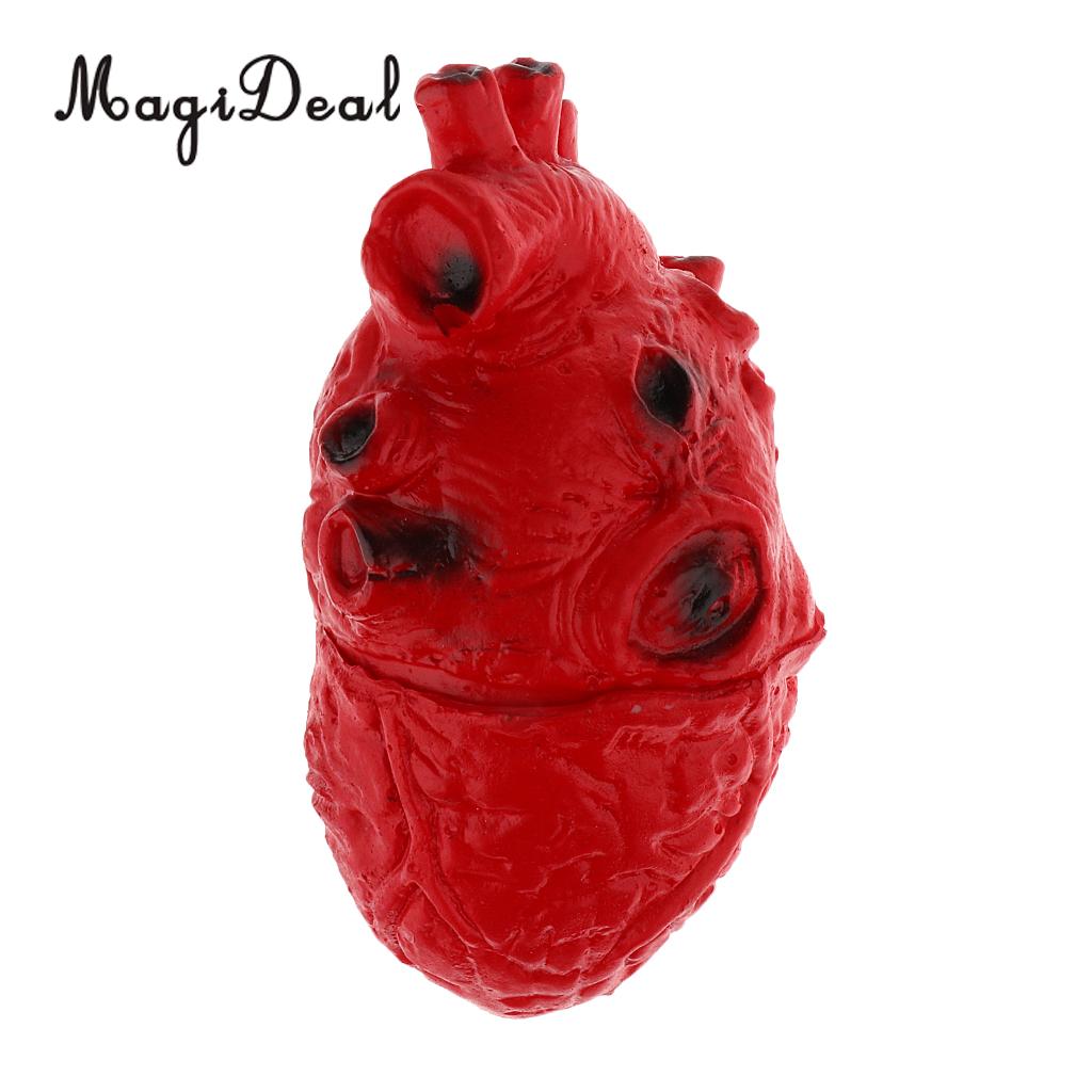 Lifelike Human Heart Model-Chop Shop Body Part Org... – Grandado