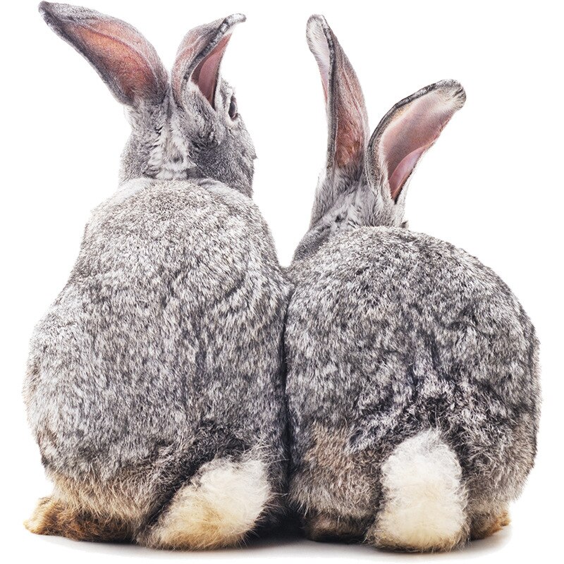 Wall Stickers Cute Rabbit Kids Room Home Cartoon D... – Vicedeal