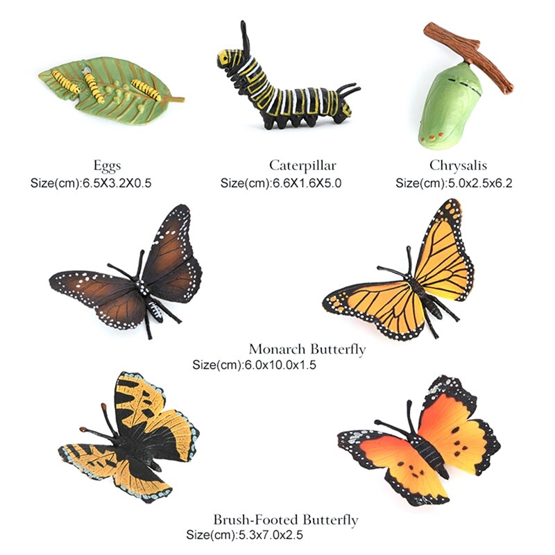 Butterfly Life Growth Cycle,Insect Model Growth St... – Grandado