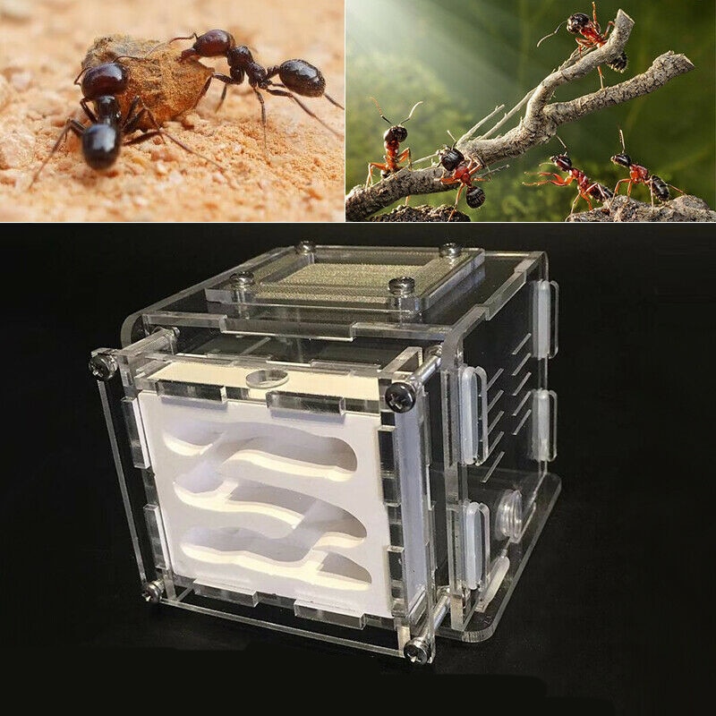 Mini Ant Farm Mieren Werken Educatief Formicarium ... – Grandado