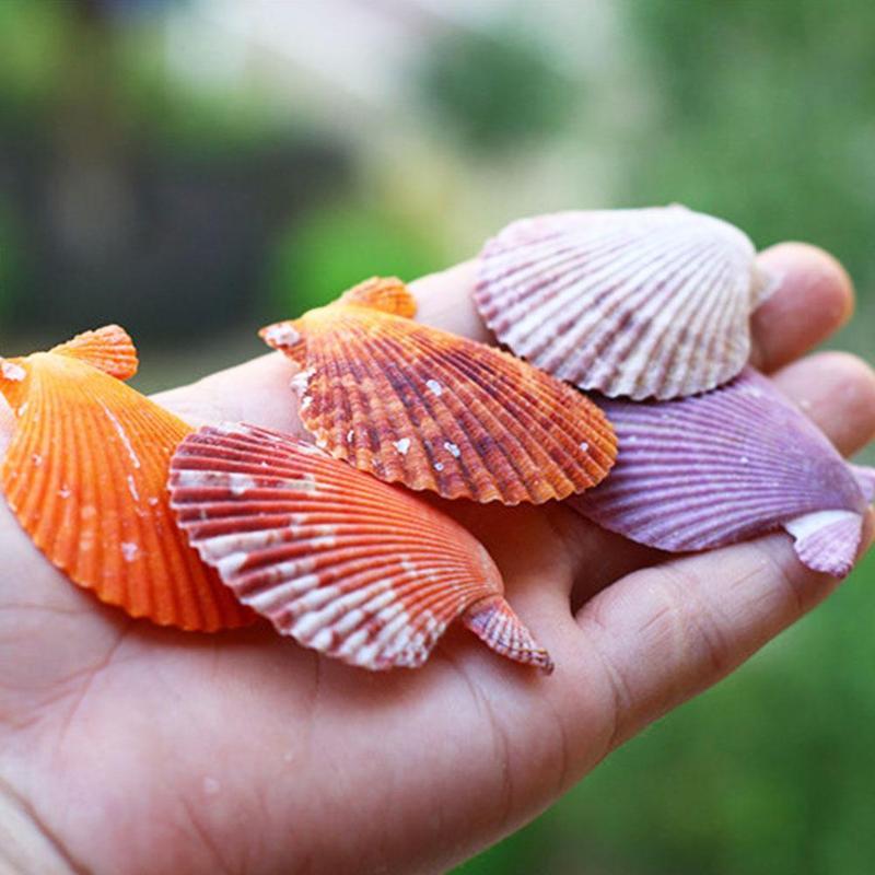 A Pair Colorful Natural Seashells Decorations Scal... – Grandado