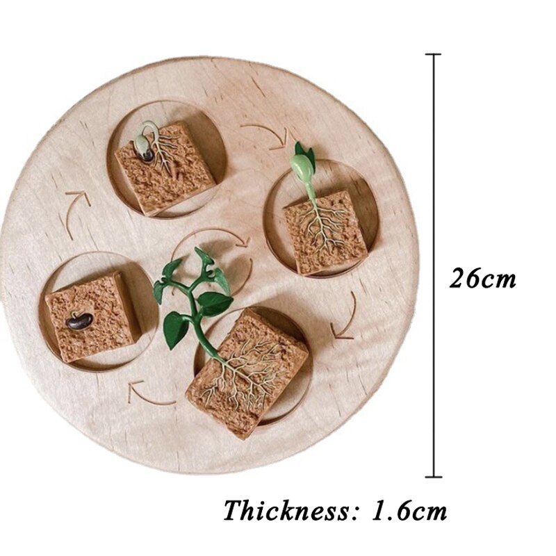 Montessori Animal Life Cycle Board Children Toys L... – Vicedeal