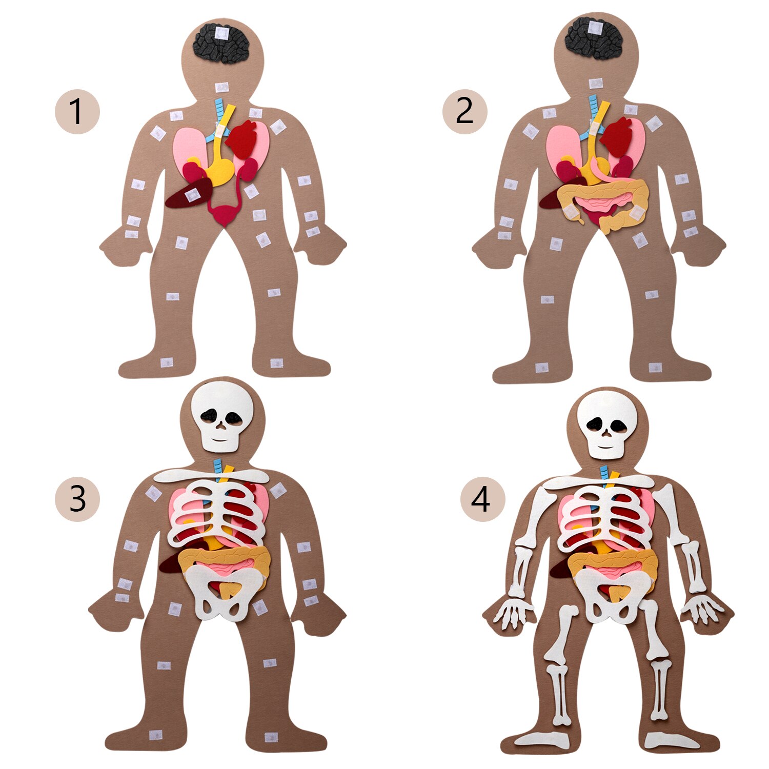 Human Body Felt Learning Educational Tools Felt Se... – Grandado
