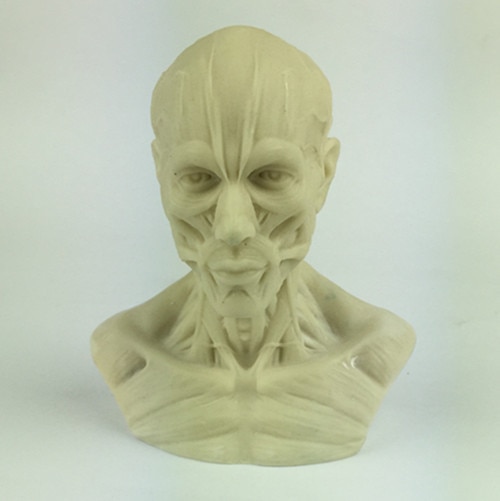Human head muscle model carved ferrite still life ... – Grandado