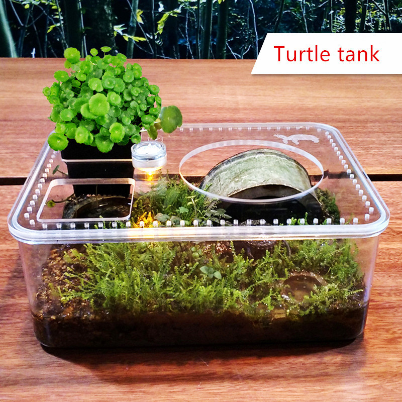 HONGYI 1 piece plastic transparent insect reptile ... – Grandado