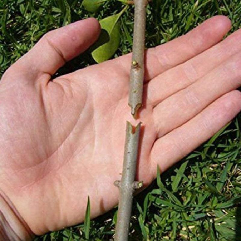 Garden Grafting Tool Pruner Kit With Grafting Tape... – Vicedeal