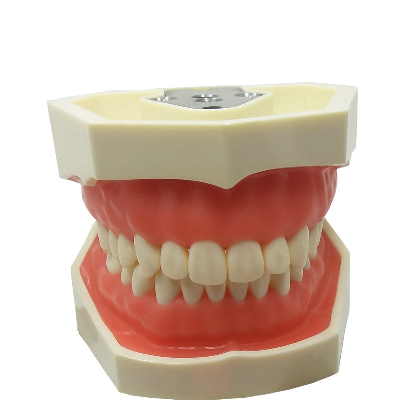 Dental Teaching Model Standard Dental Typodont Model Demonstration With ...