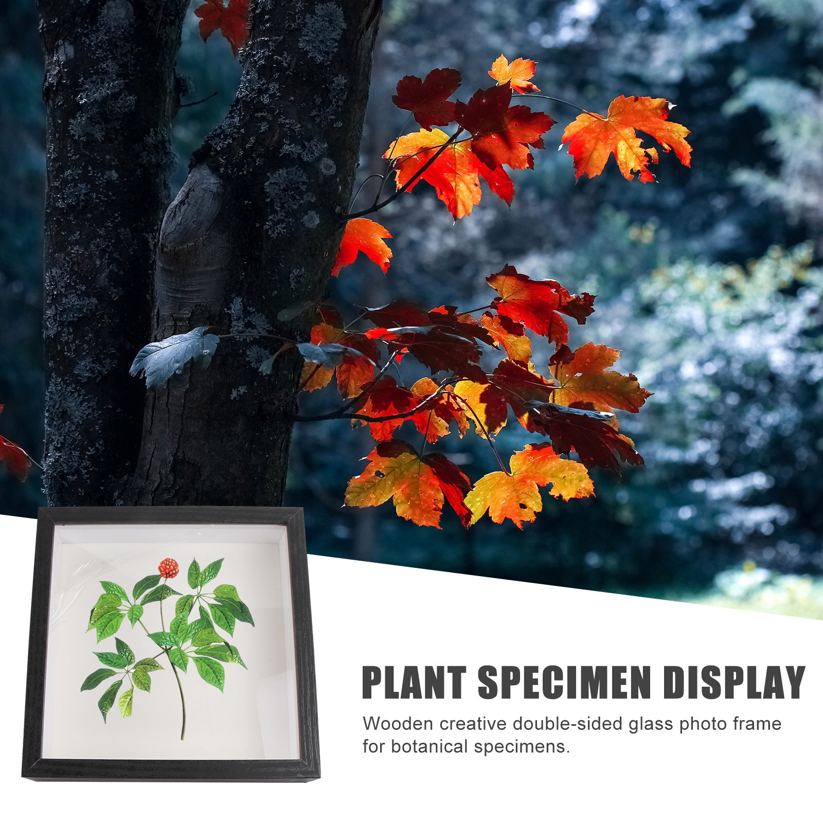 1pc Stereoscopic Specimen Simple Photo Frame Photo... – Vicedeal