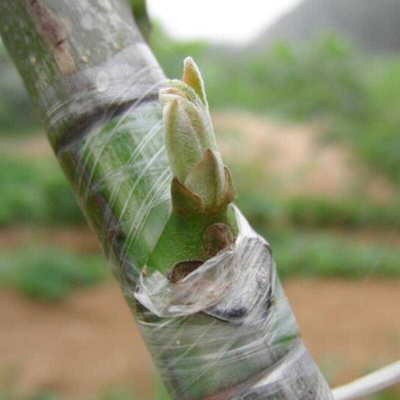 1Roll Width 30mm-150mm Fruit Tree Grafting Membran... – Grandado