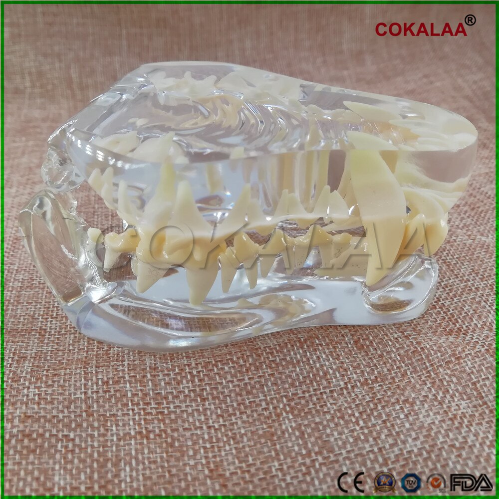 1 pcs Teaching Dental Teeth Model dog Model Catamo... – Grandado