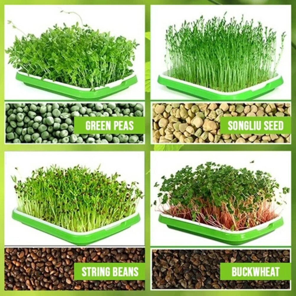 Sprouting Tray, Bean Sprout Planter, BPA-Free Home... – Grandado