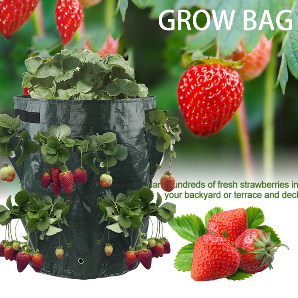 Multi-Mouth Grow Bag PE Strawberry Growing Bag Gar... – Grandado