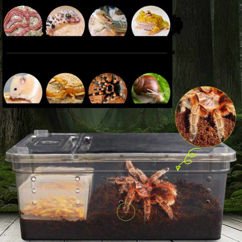 Terrarium for reptiles Transparent Plastic Box Ins... – Grandado