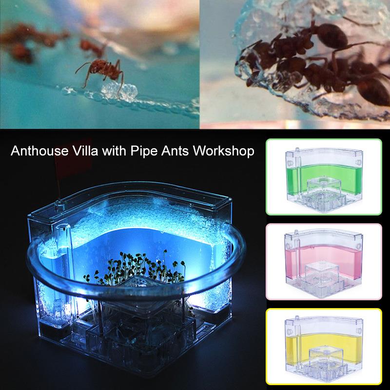 Funny Ant Farm Pet Toy Decoration Habitat Speciall... – Grandado