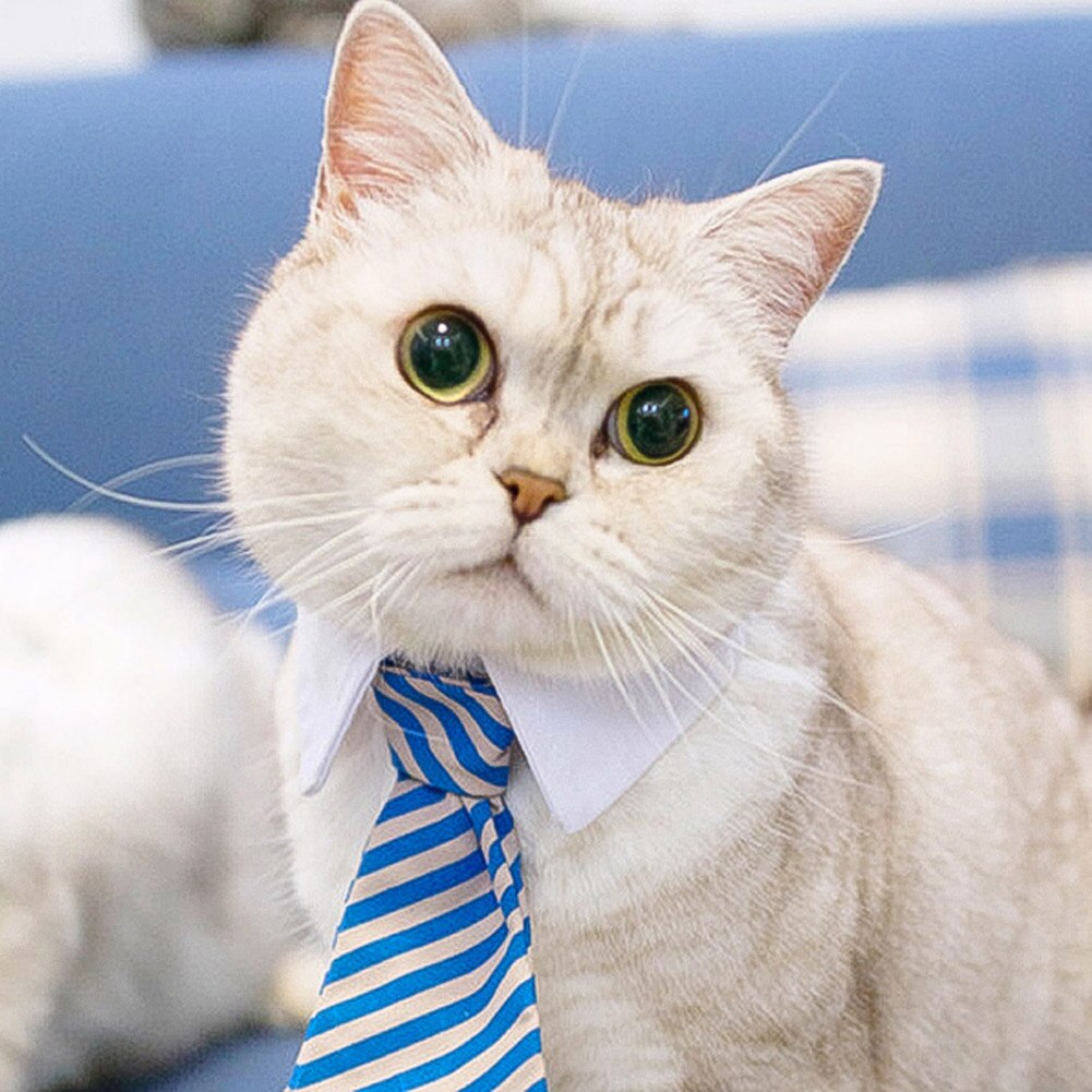 Corbata Formal para perro y gato, pajarita para es... – Grandado