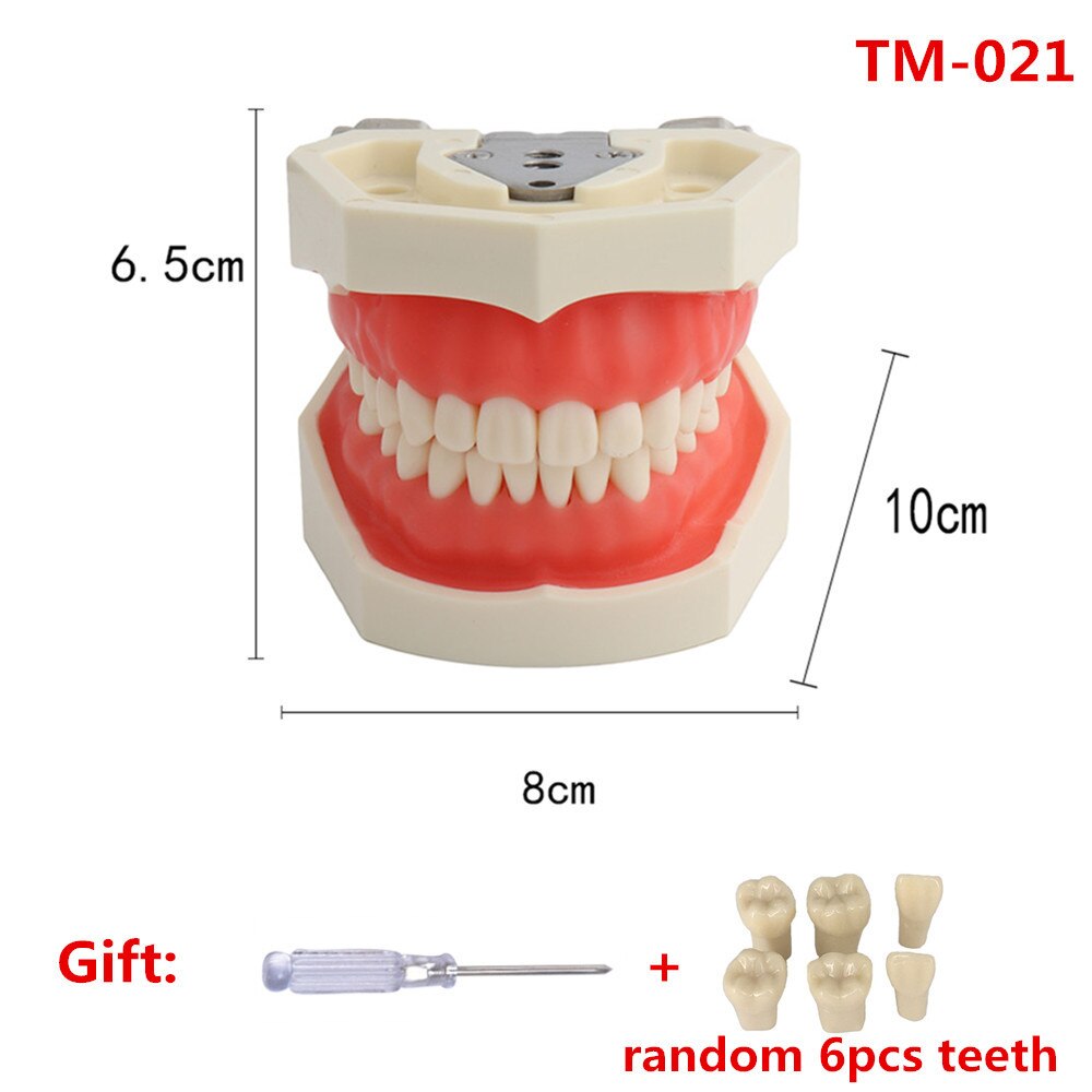 Standard Dental Teeth Model For Dental Technician ... – Grandado