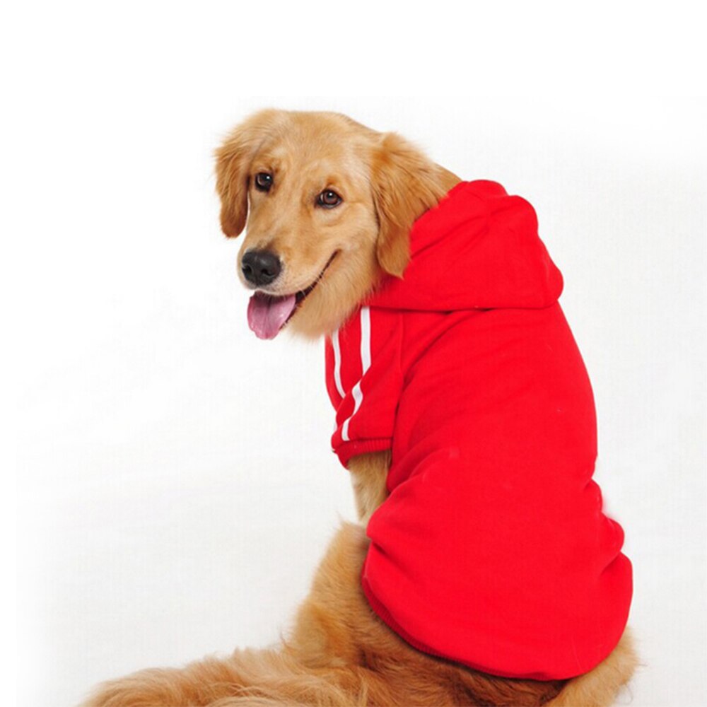 Lhuang til stor hund rett og slett blank rase hund... – Grandado