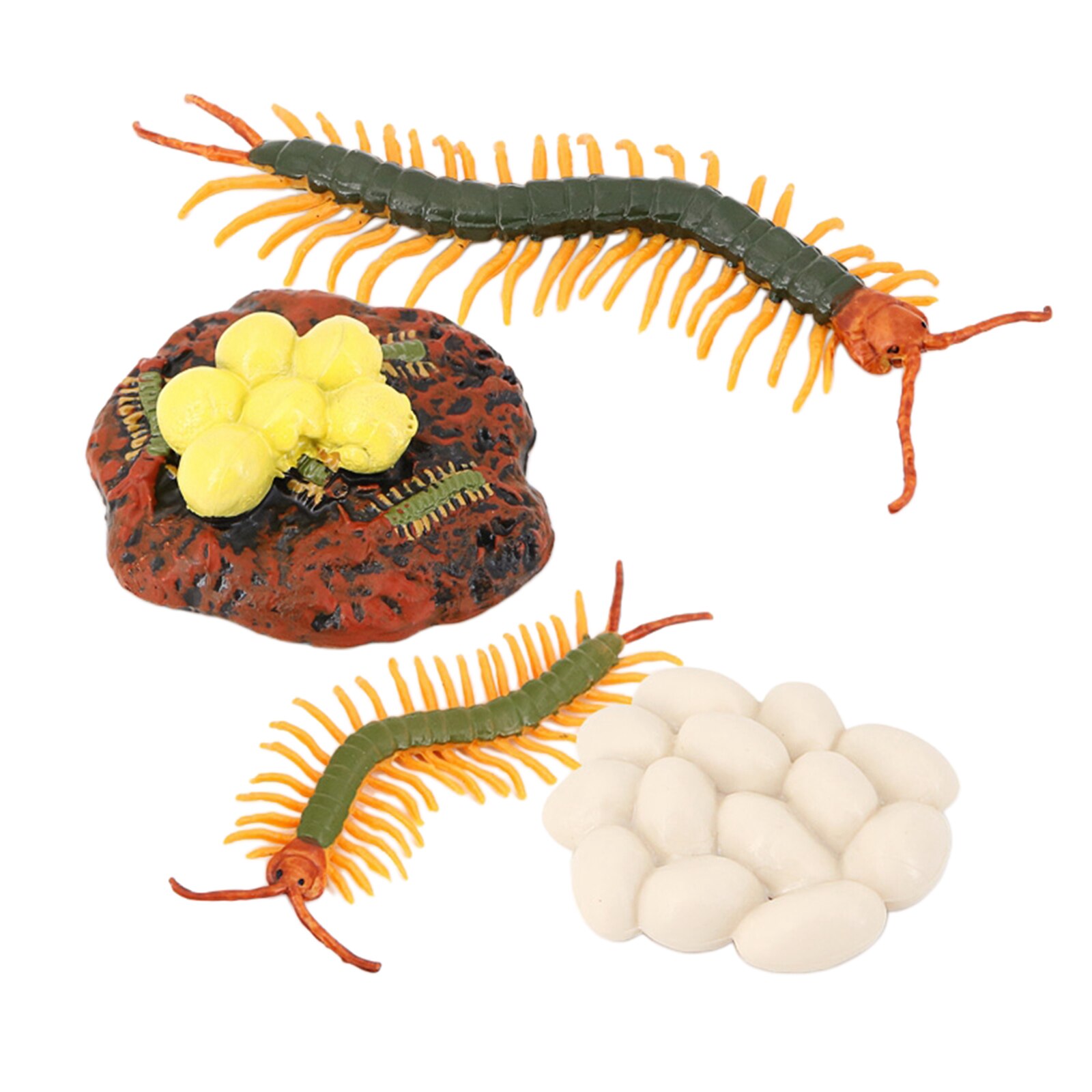 Life Cycle of a Centipede，Nature Insects Life Cycl... – Vicedeal