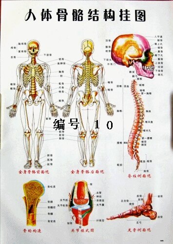 The Human Skeleton Diagram Of Meridian Acupoint Lo... – Vicedeal
