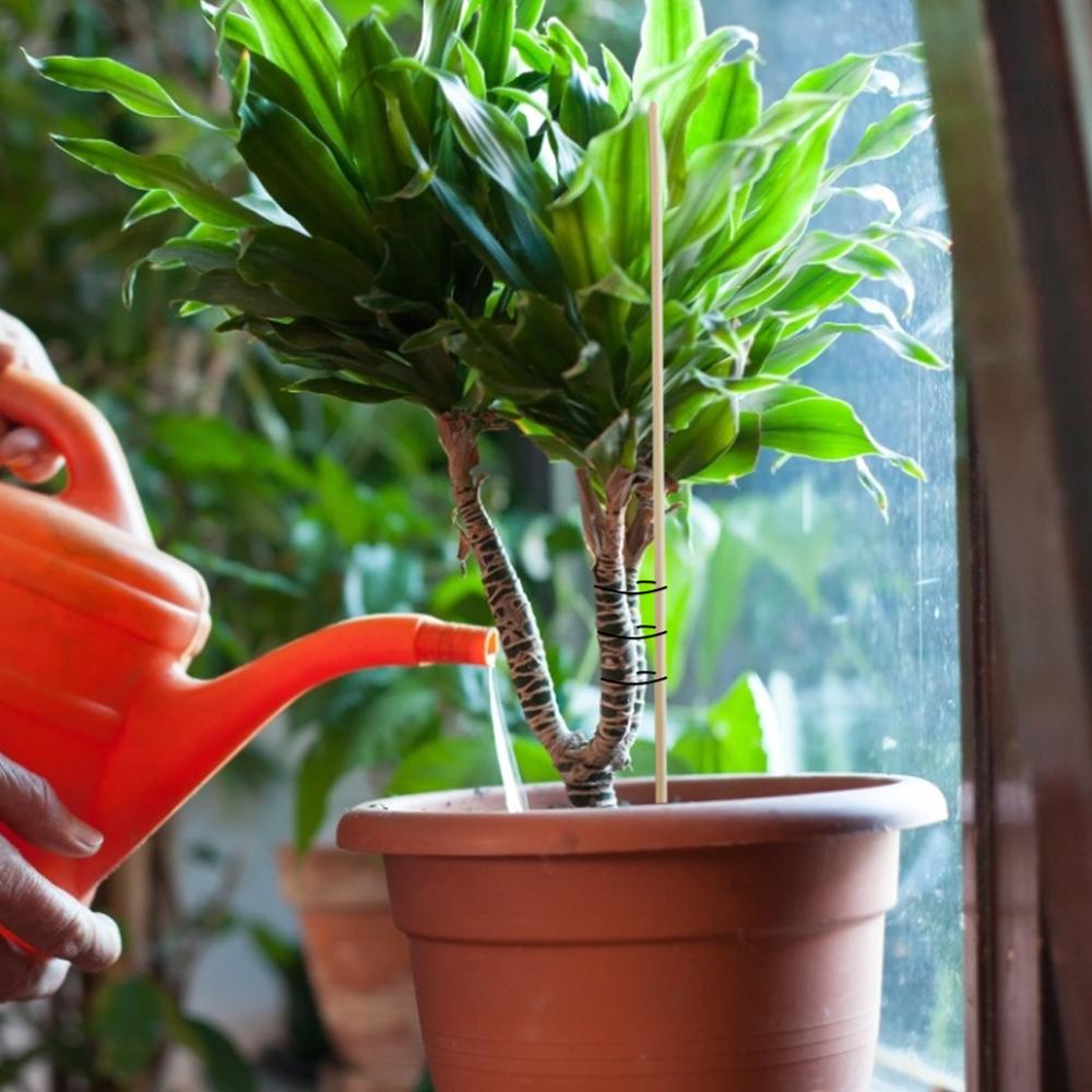 50PCS Wooden Plant Support Stick For Indoor Potted... – Grandado