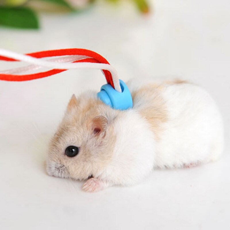 panDaDa Hamster Guinea Pig Leashes Collar Small An... – Grandado