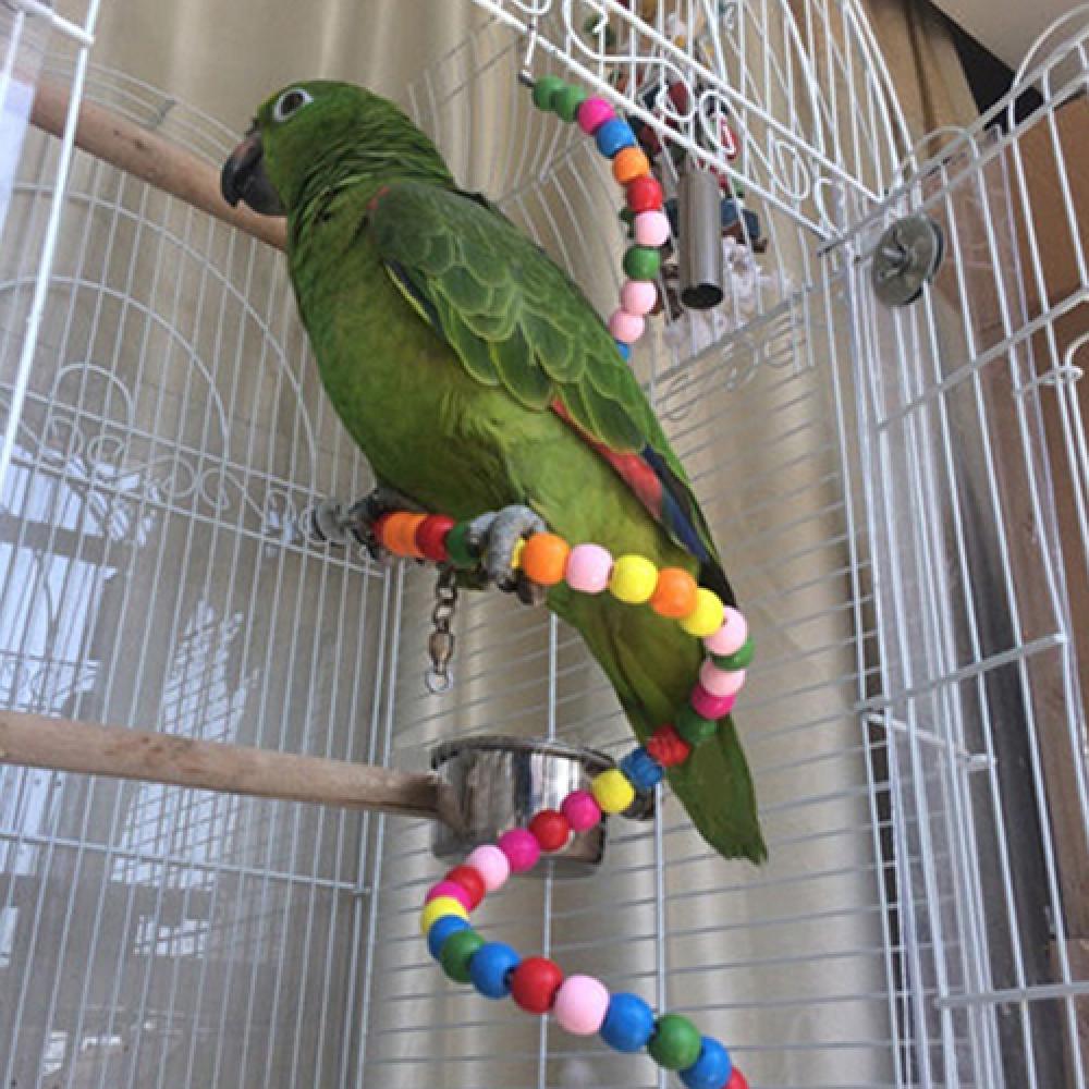 Wood Toy Beads Multicolor Parrot Bouncing Cage Bir... – Grandado