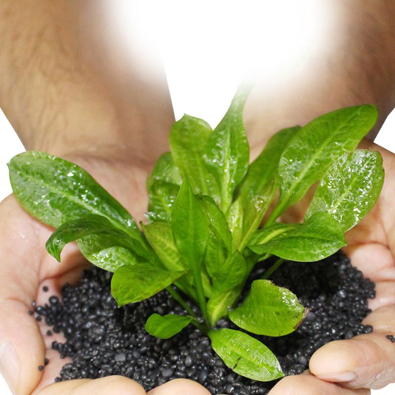 Aquatic floating grass clay aquarium soil water gr... – Vicedeal